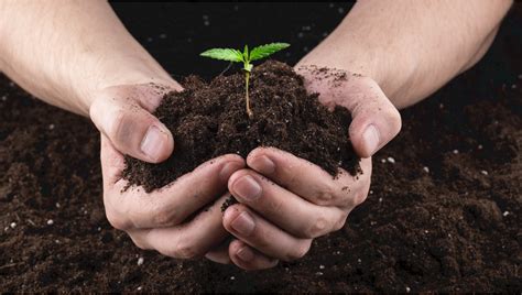 How To Make Super Soil For Cannabis Plants Fast Buds