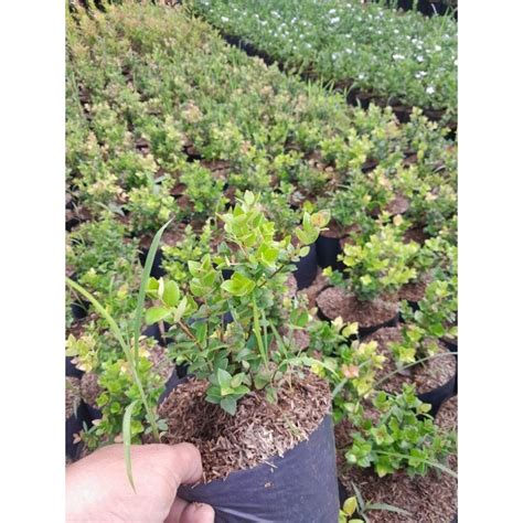 Hearth Leaf Eugenia For Sale Small Size Shopee Philippines