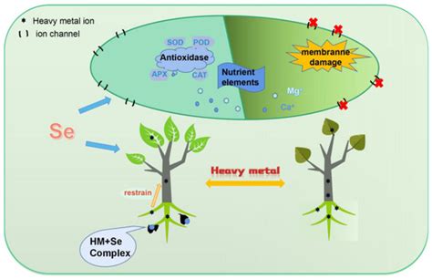 Selenium Regulates Antioxidant Photosynthesis And Cell Permeability In Plants Under Various