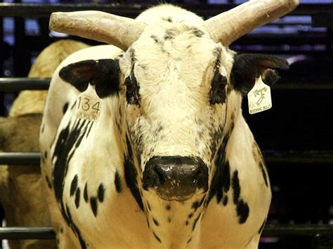 Pbr Bulls