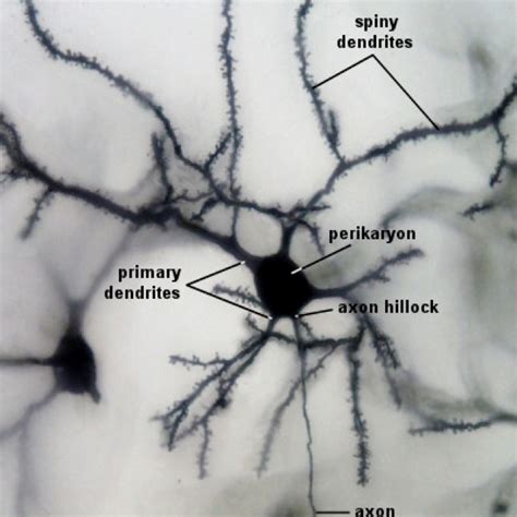 Primary Dendrites Nervous System Nervous Tissue Engineering