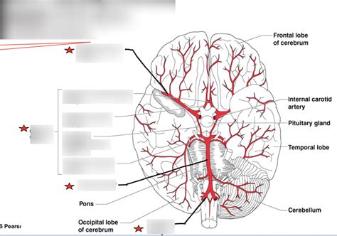 Arterial Supply To The Brain Diagram Quizlet
