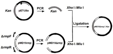 after subcloning rmp gene in pmd19 t forward primer was designed in download scientific