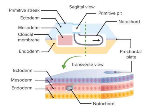 Gastrulation And Neurulation Concise Medical Knowledge