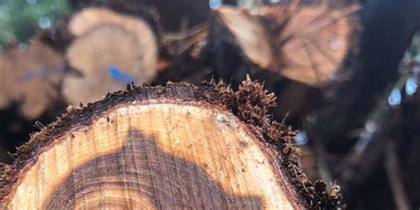 Surface Cedar Ecotopes