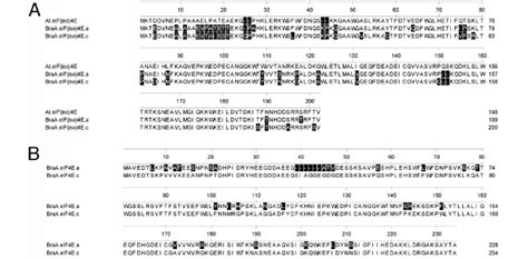 Comparison Of The Arabidopsis Thaliana EIF Iso 4E Protein Sequence With