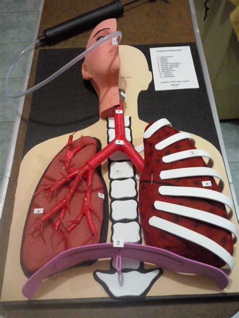 Modelo Del Sistema Respiratorio Maqueta Del Aparato Respiratorio
