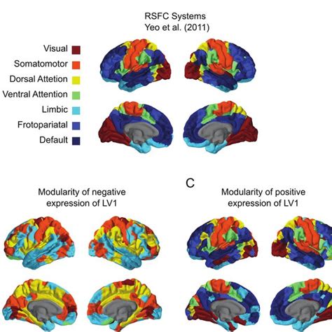 Cortical Surface Maps Of The Resting State Functional Connectivity Download Scientific Diagram