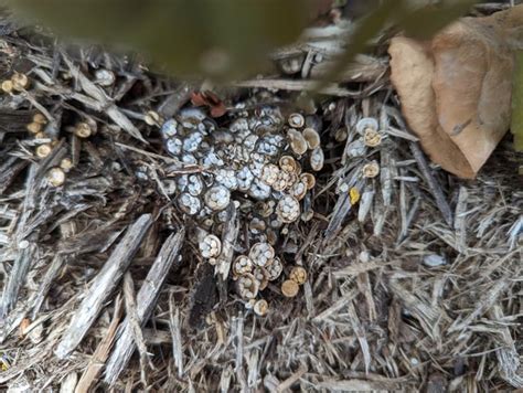 Birds Nest Fungus Rmycology