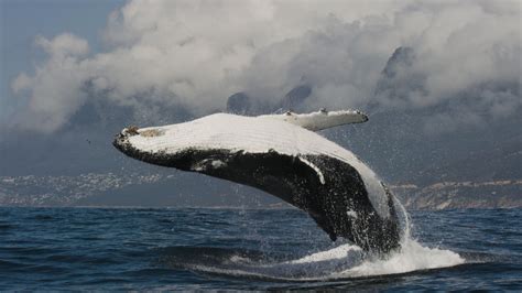 Humpback Whale Spyhopping