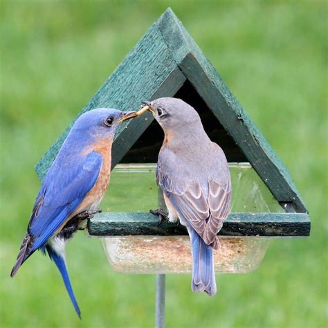 Bluebird Feeders Fly In Meal Worm Feeders For Bluebirds The