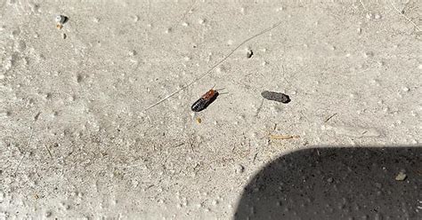 Identify Bug Album On Imgur