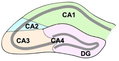 Diagram Of The Major Divisions Of The Hippocampus Ca Cornu Ammonis Download Scientific