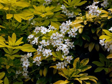 There Arent A Huge Number Of Choisya Varieties But These 9 Are Reliable Options Horticulture