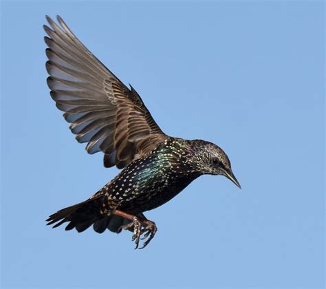 Starling Murmuration Photos