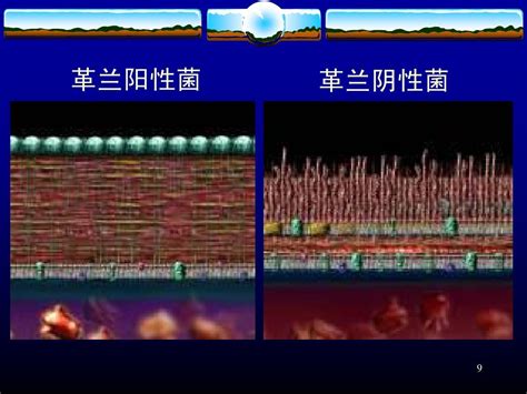 β内酰胺类抗生素word文档在线阅读与下载免费文档