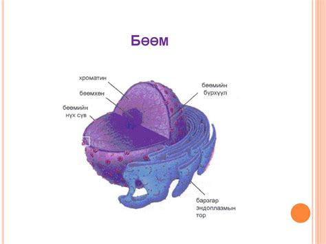 Амьд биеийн үндсэн шинж бүтэц зохион байгуулалт Эсийн бүтэц Ppt