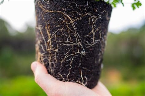 Premium Photo Farmer Holding Parsley Plant In There Garden In Spring