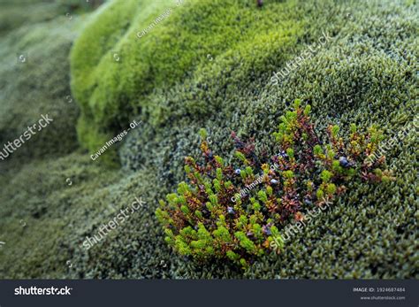 Antarctic Plants