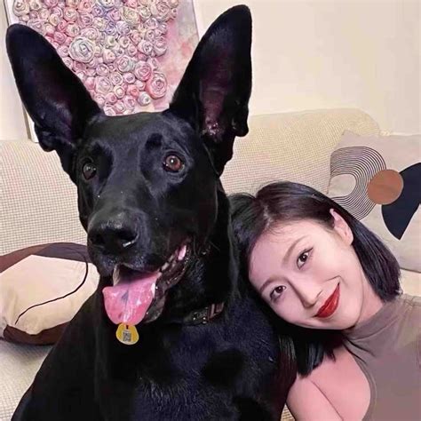 黑狼犬批发 四川绵阳游仙区狗 79900元只黑狼黑狼幼犬黑 一亩田