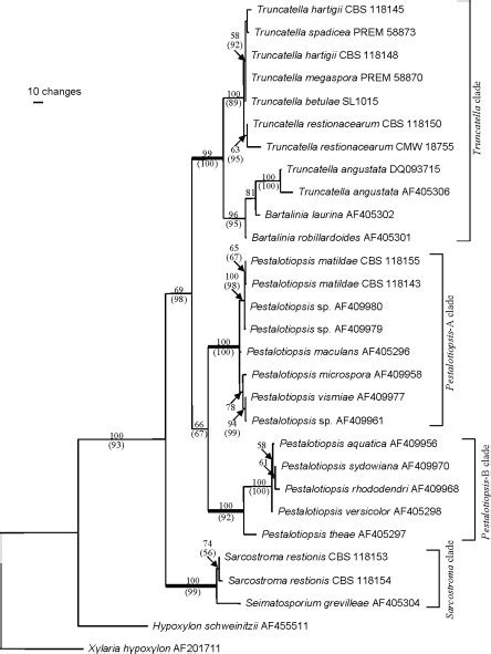 One Of Six Most Parsimonious Trees Obtained From The Its Regions And