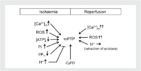 Factors Modulating The Mptp During Ischaemia And Reperfusion