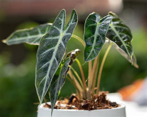 How To Grow Elephant Ears Alocasia Yates Australia