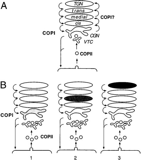 Potential Models For Transport Of Cargo Through The Golgi Stack A Download Scientific