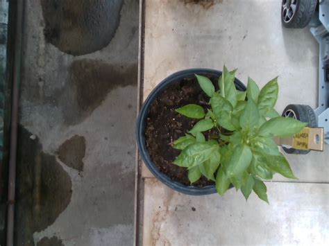 Plant Segmentation Instance Segmentation Dataset And Pre Trained Model