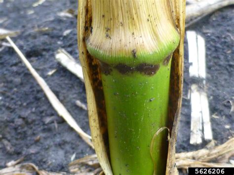 Physoderma Stalk Rot