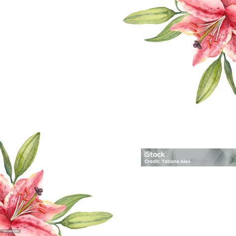 두 개의 핑크 스타 게이저 백합 꽃과 새싹 광장 인사말 카드 템플릿입니다 수채화 그림입니다 기업 비즈니스에 대한 스톡 벡터 아트 및 기타 이미지 Istock
