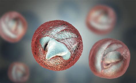 Cryptosporidium And Giardia Detection And Identification