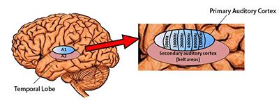 Tinnitus Vrolijkweerzien