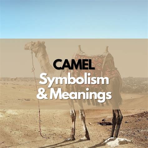 camel symbolism meanings and history symbol genie