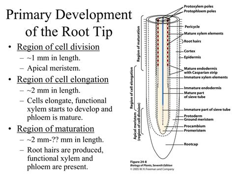 Ppt The Root Structure And Development Powerpoint Presentation Free