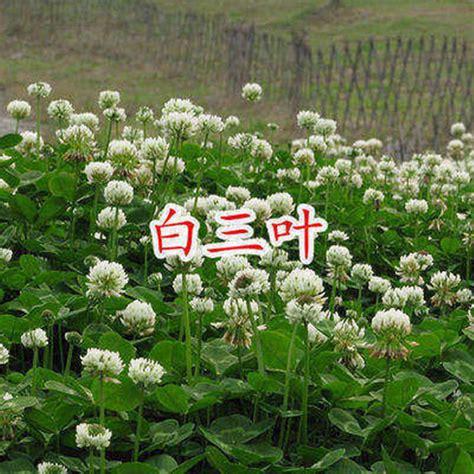 批发草坪种子白三叶草籽红花三叶草四季常青多年生牧草绿肥生产 阿里巴巴