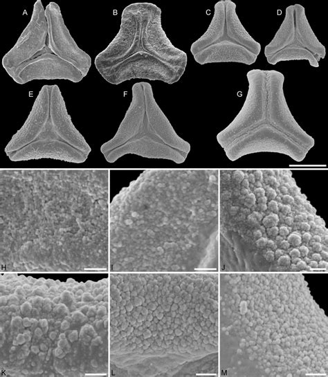 Sem Micrographs Of Fossil Loranthaceae Pollen With Affinity To Crown