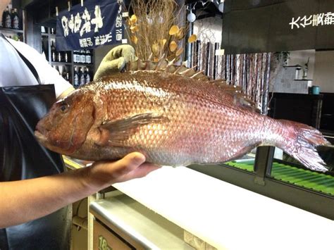 Big Size Fresh Madai Snapper