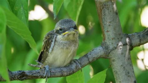「nubbin」の画像 336 件の Stock 写真、ベクターおよびビデオ Adobe Stock
