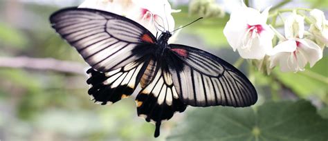 How Thyroid Function Impacts Menstruation Asan Uk