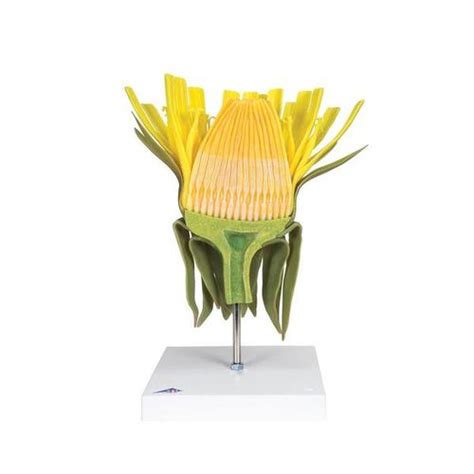 Dandelion Model Medstore