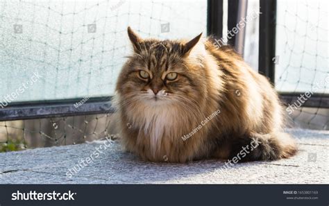11,363 imágenes de Hypoallergenic cats - Imágenes, fotos y vectores de ...