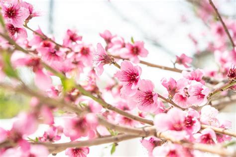 Naturally Cherry 02 Poster Print Lightboxjournal Posterazzi