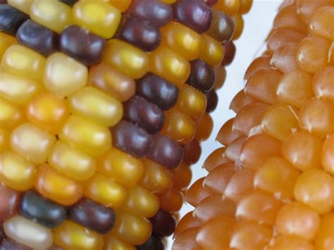 옥수수 사진 시리즈 무료 사진 다운로드 Freeimages