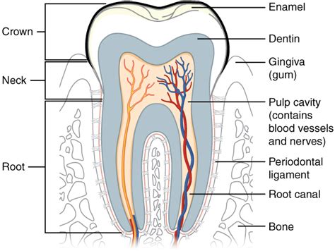 233 The Mouth Pharynx And Esophagus Douglas College Human Anatomy