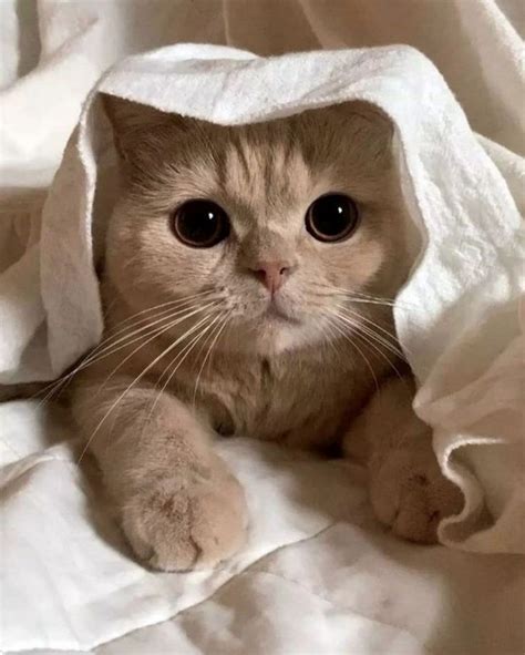 A Purrrely Random Selection Of Cute Cats With No Purpose Other Than