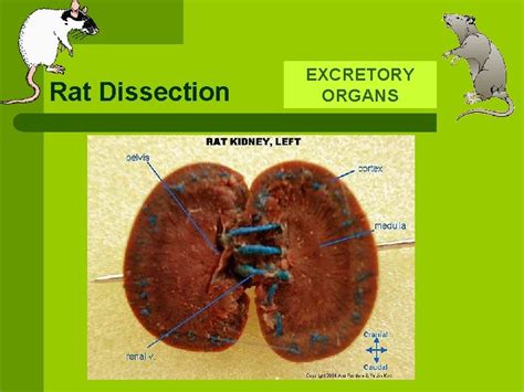 Excretory System Of Rat Palacetips
