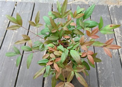 雑木の庭の山もみじ株元の下草のレイアウト