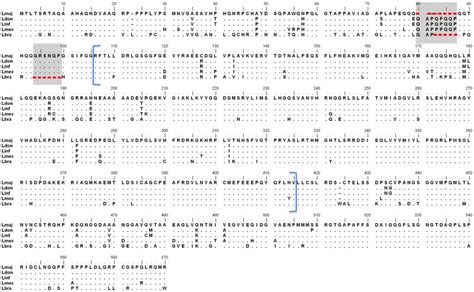 Multi Alignment Of Leishmanial Ck1 4 Protein Sequences Predicted