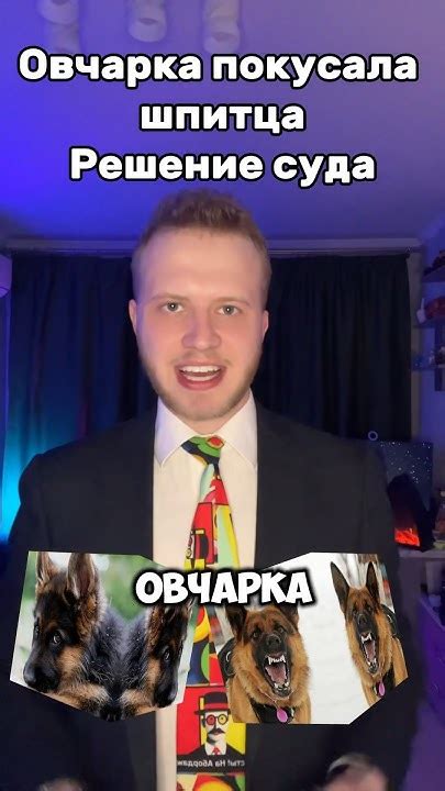 Овчарка покусала шпица решение суда Youtube